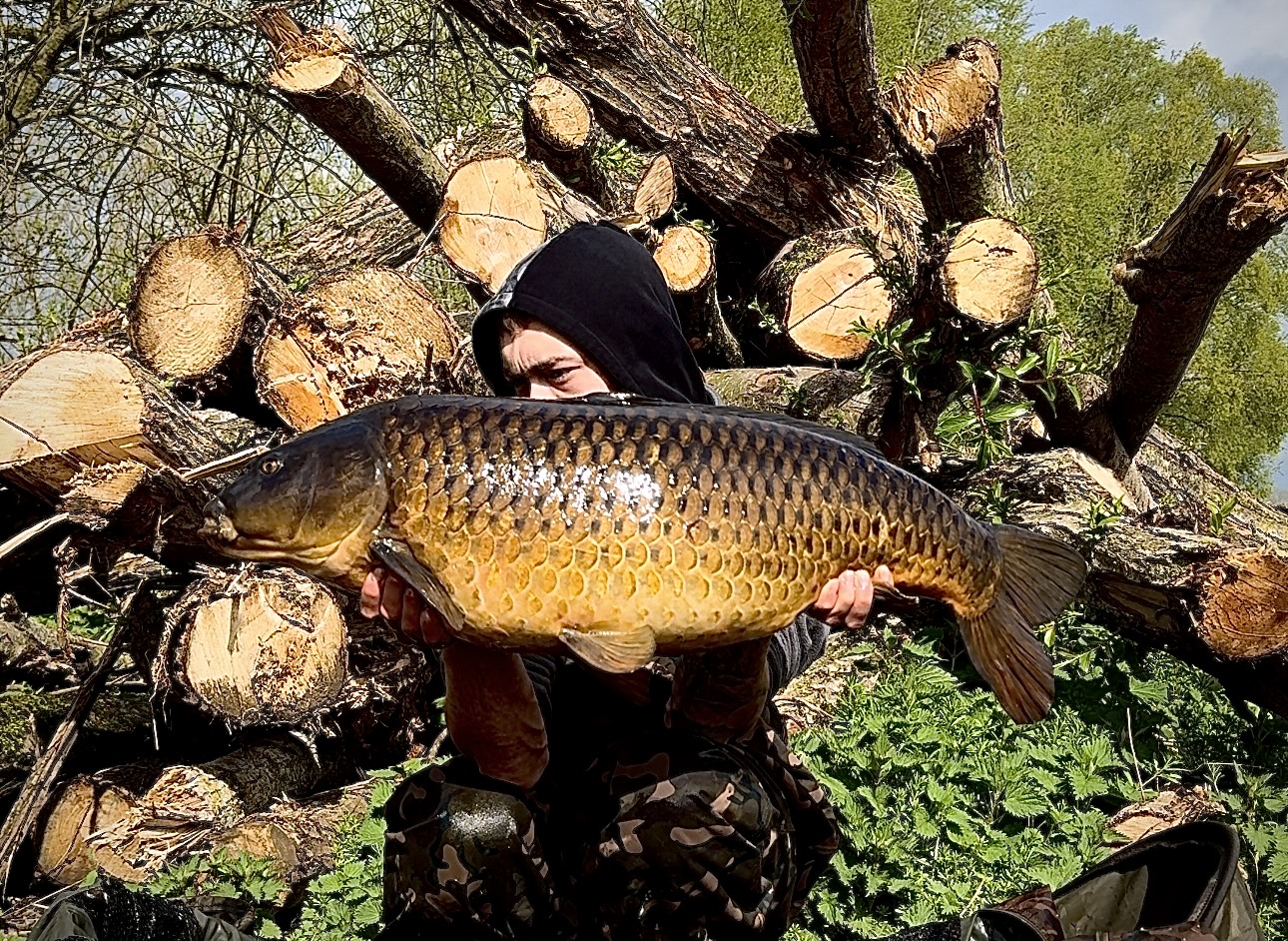Chestnut common | Total Carp